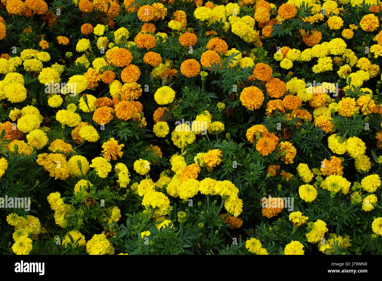 Exotic garden of Monaco, jardins exotique de Monaco: collection of ...