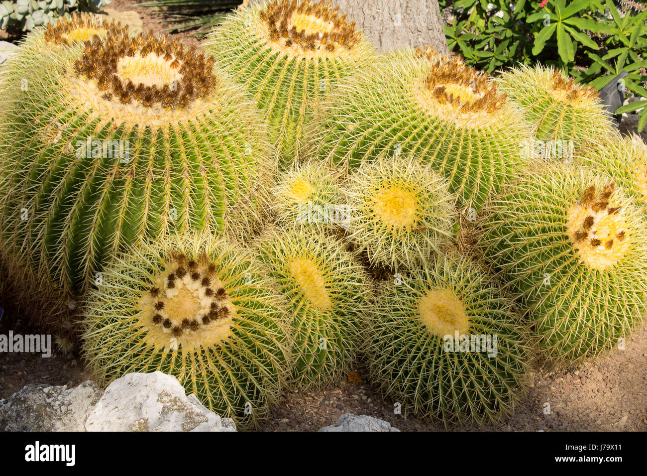 Exotic garden of Monaco, jardins exotique de Monaco: collection of ...