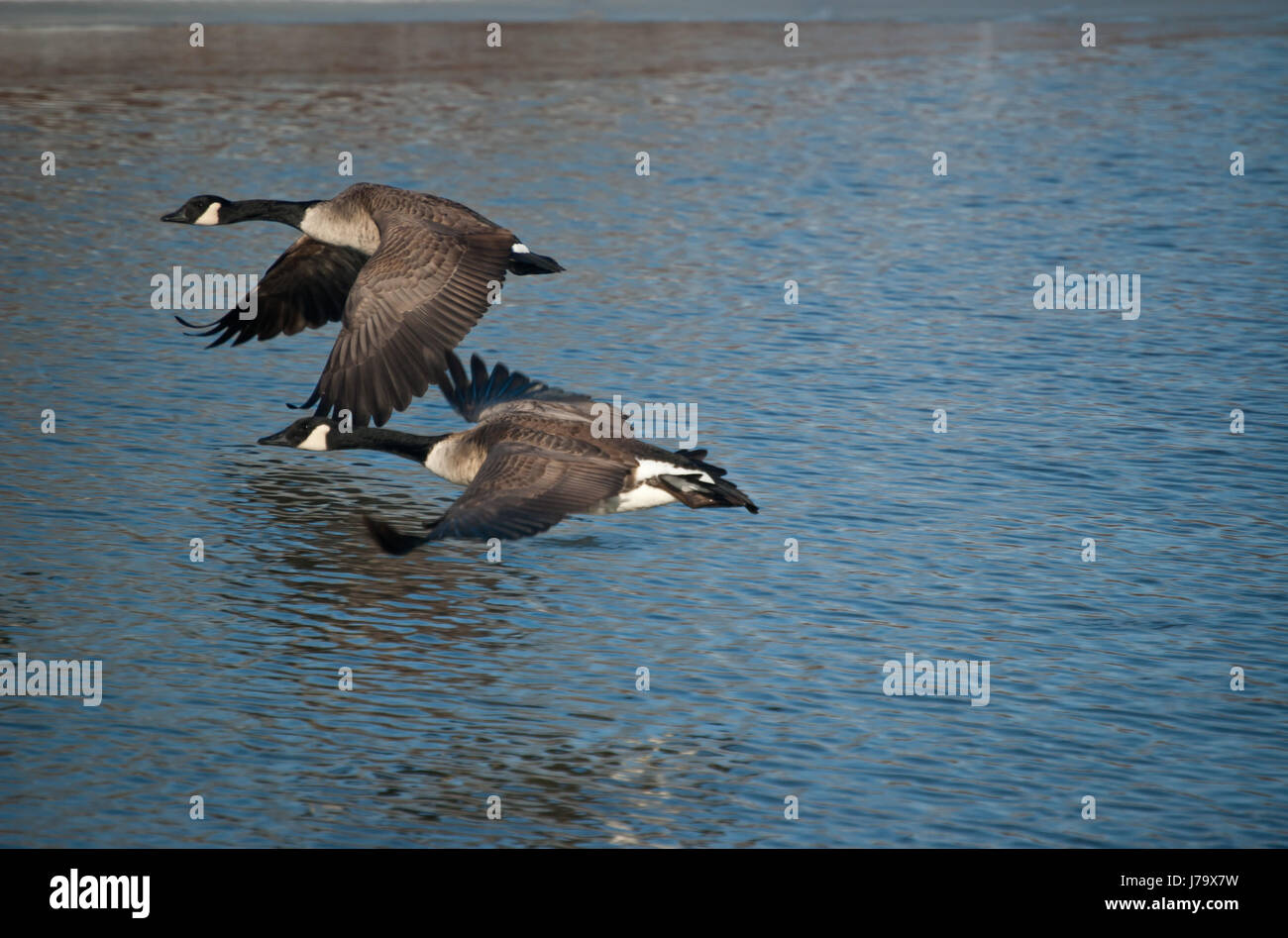 geese fresh water pond water goose graceful fly flies flys flying ...