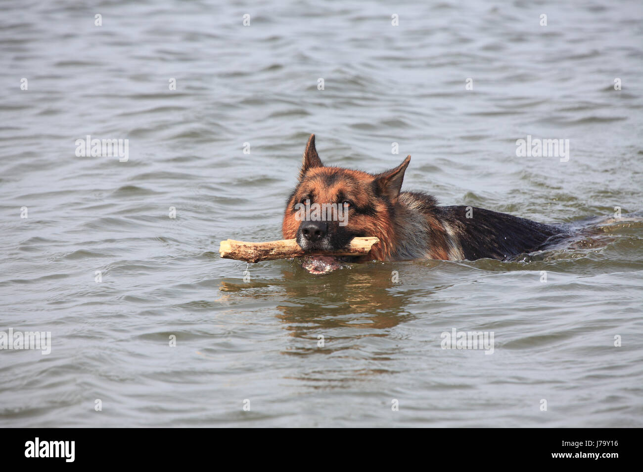 sheep dog german shepherd step tier big large enormous extreme powerful ...