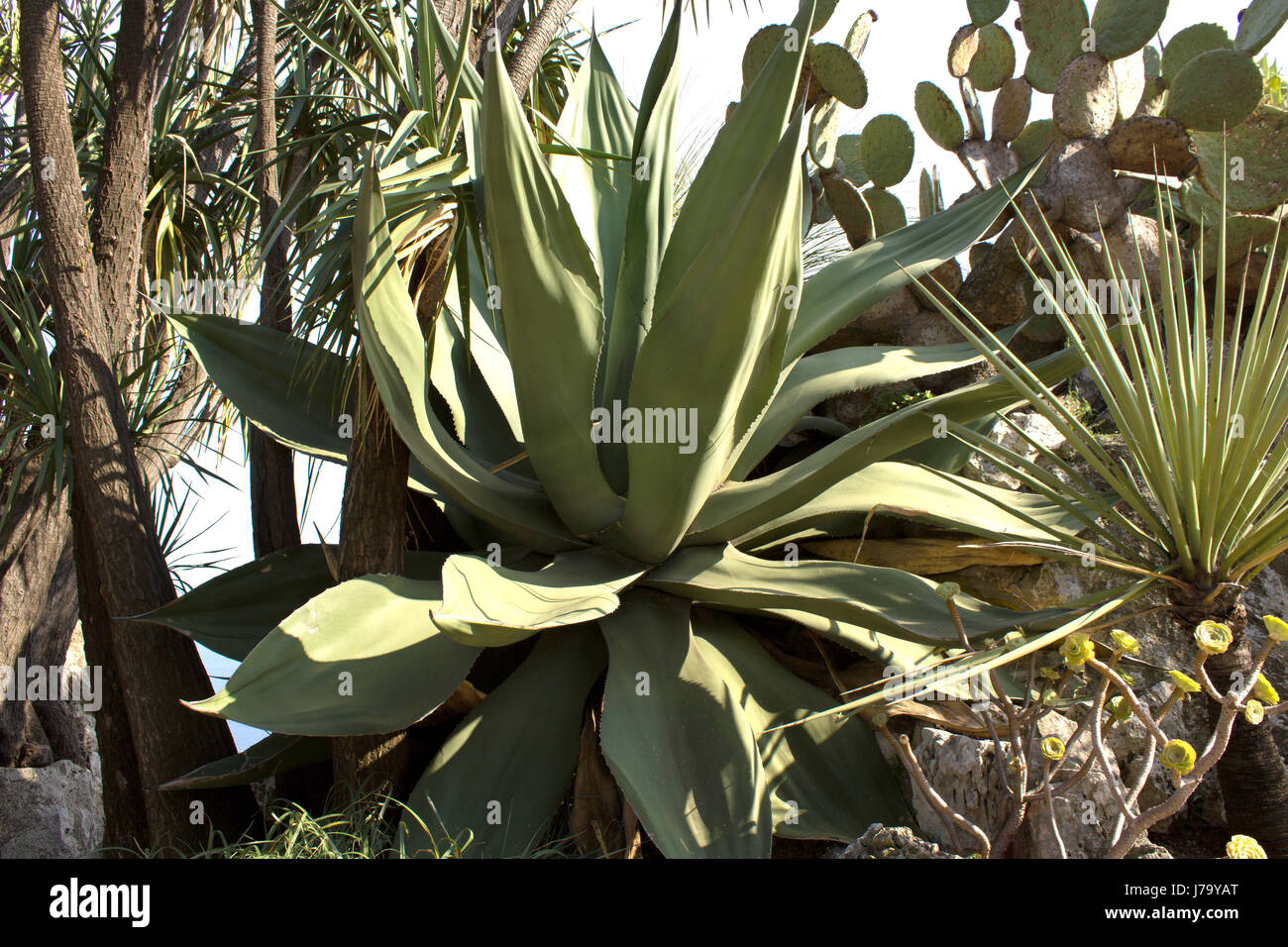 Exotic garden of Monaco, jardins exotique de Monaco: collection of ...