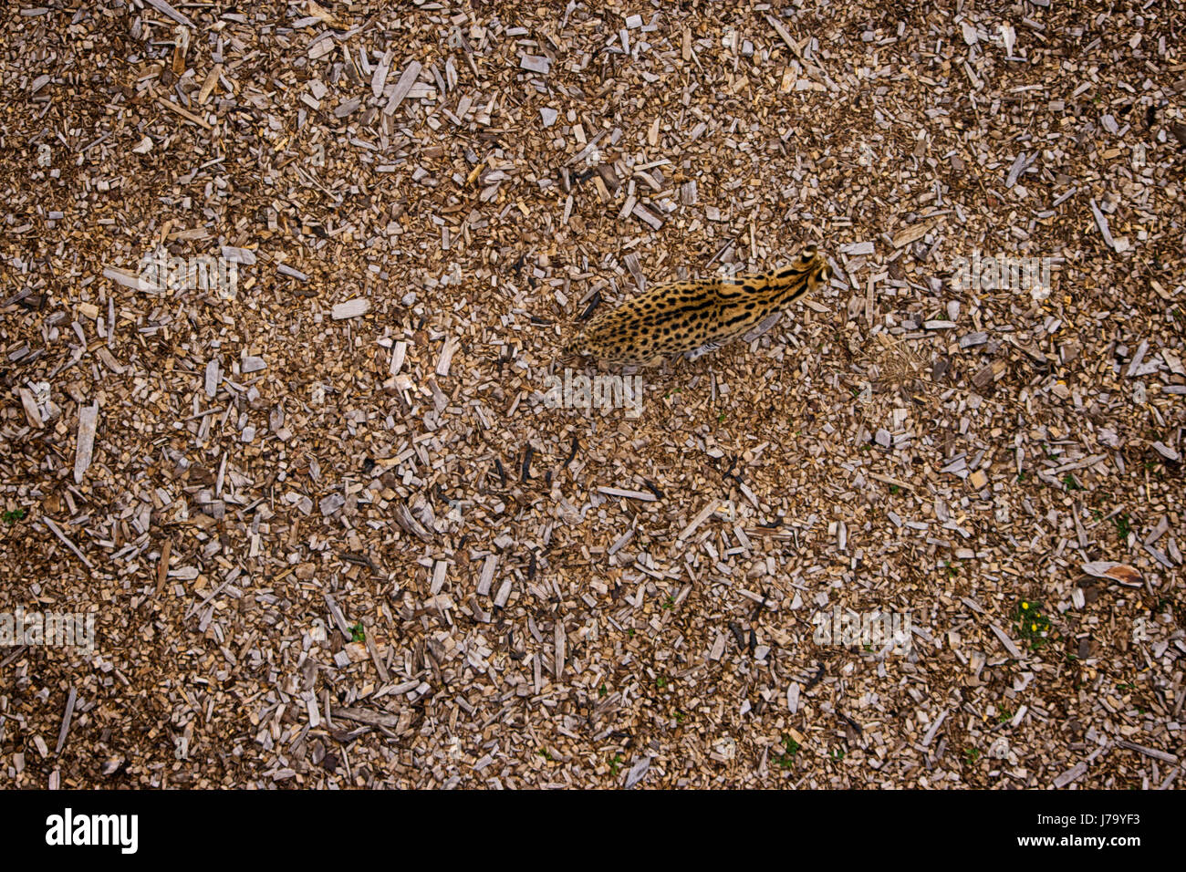 Babou cat hi-res stock photography and images - Alamy
