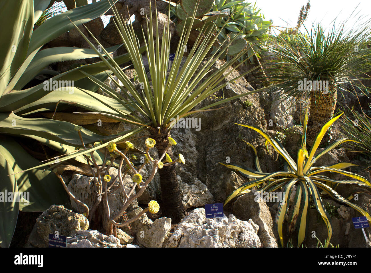 Exotic garden of Monaco, jardins exotique de Monaco: collection of ...