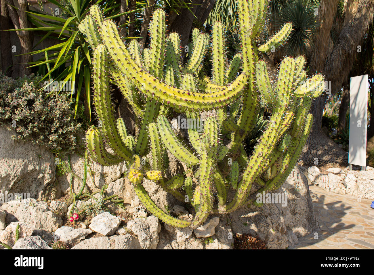 Exotic garden of Monaco, jardins exotique de Monaco: collection of ...