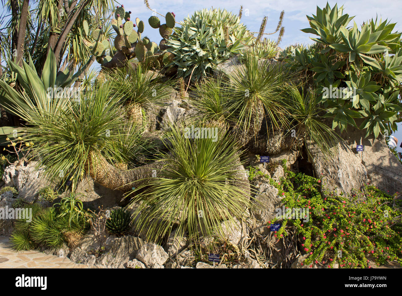 Exotic garden of Monaco, jardins exotique de Monaco: collection of ...
