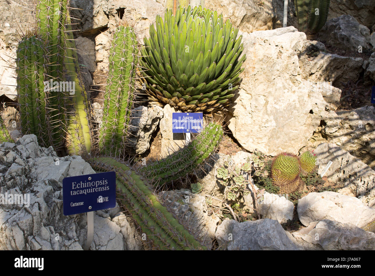 Exotic garden of Monaco, jardins exotique de Monaco: collection of ...