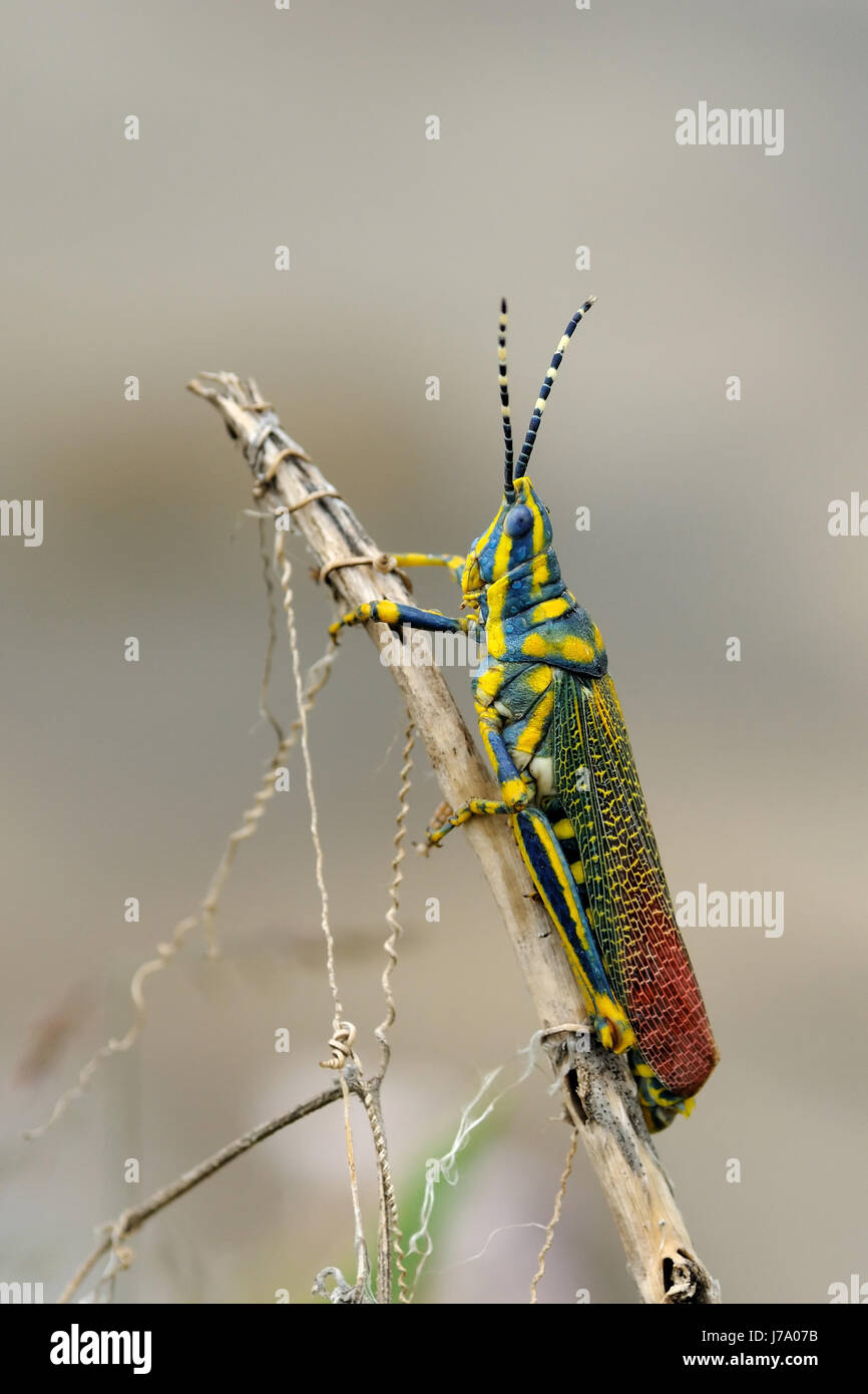 grasshopper painted pattern panel width of material legs macro close-up ...