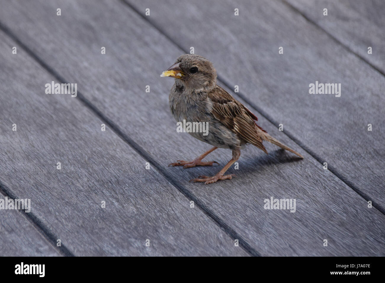 Young sparrows demanding food from female parent bird - Porto Santo ...