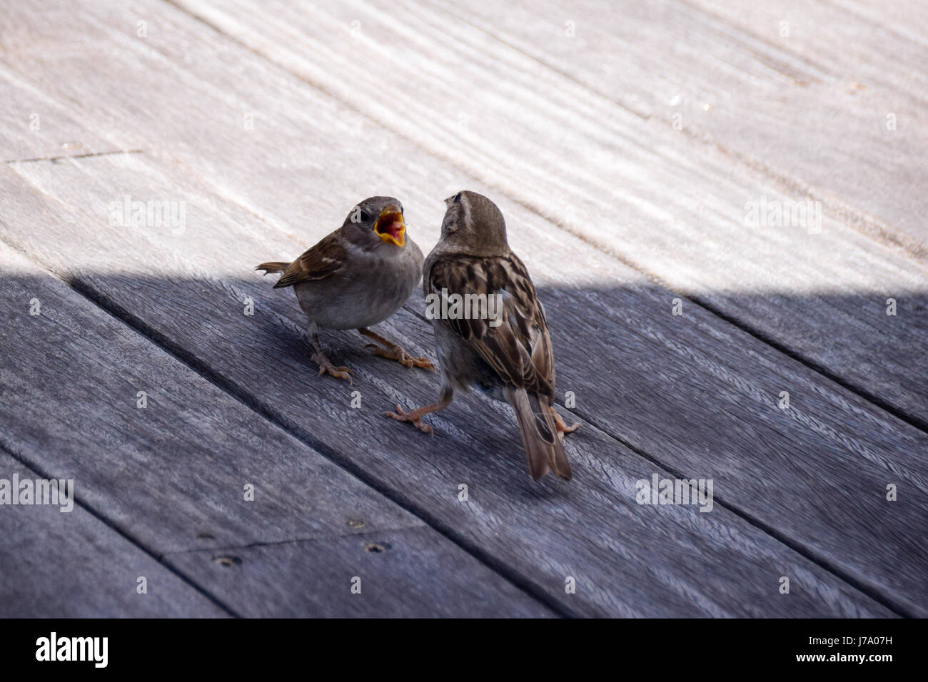 Young sparrows demanding food from female parent bird - Porto Santo ...