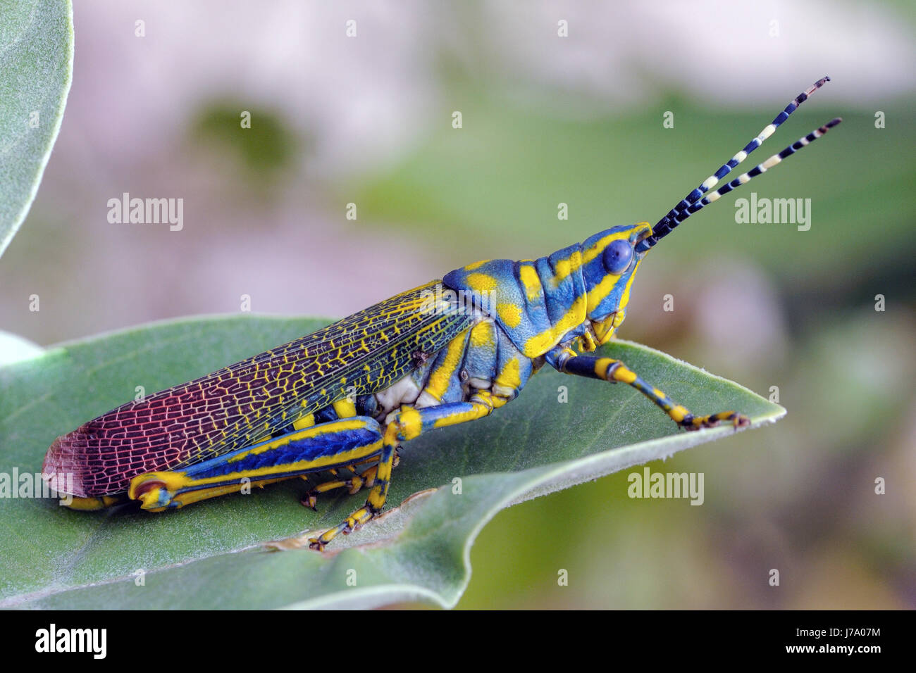 grasshopper painted pattern panel width of material legs macro close-up ...