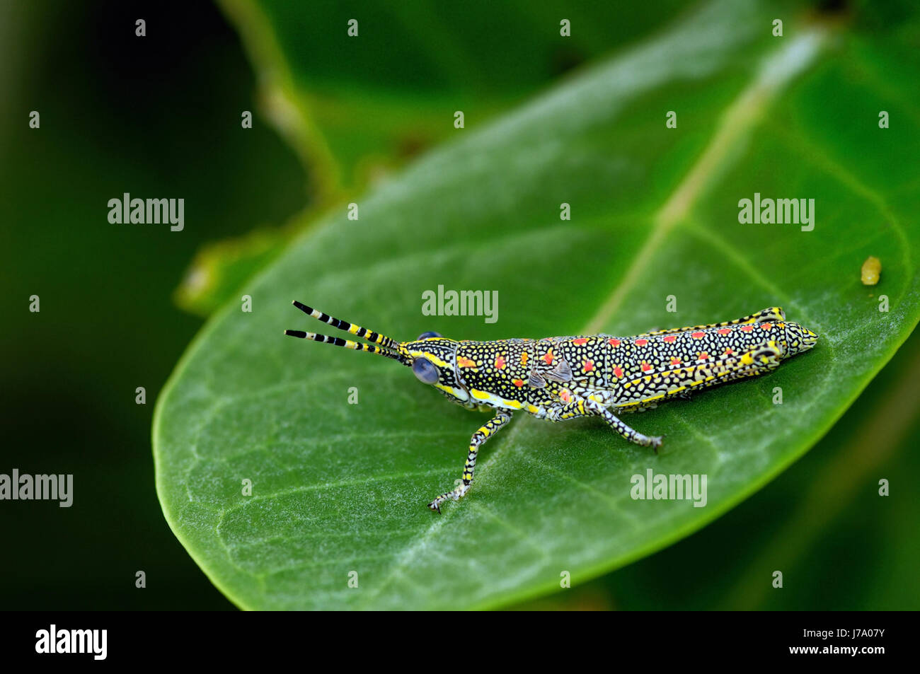 grasshopper painted pattern panel width of material legs macro close-up ...