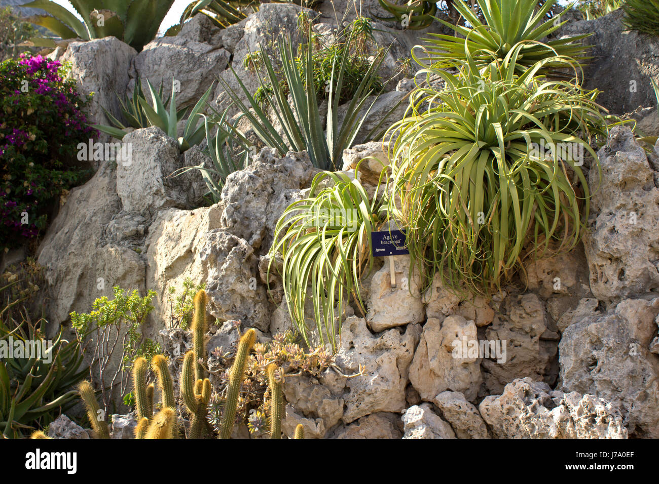 Exotic garden of Monaco, jardins exotique de Monaco: collection of ...