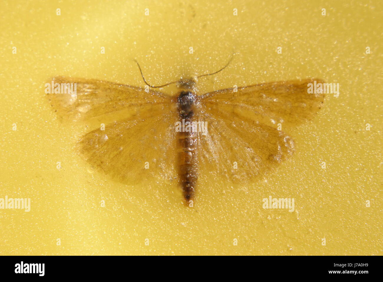 Canned insects hi-res stock photography and images - Alamy