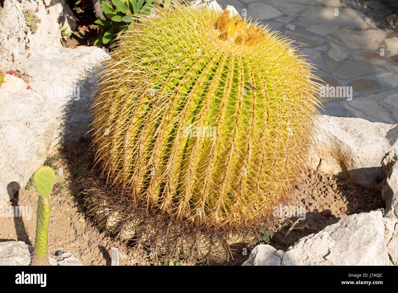 Exotic garden of Monaco, jardins exotique de Monaco: collection of ...