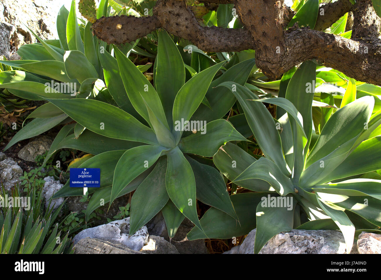 Exotic garden of Monaco, jardins exotique de Monaco: collection of ...