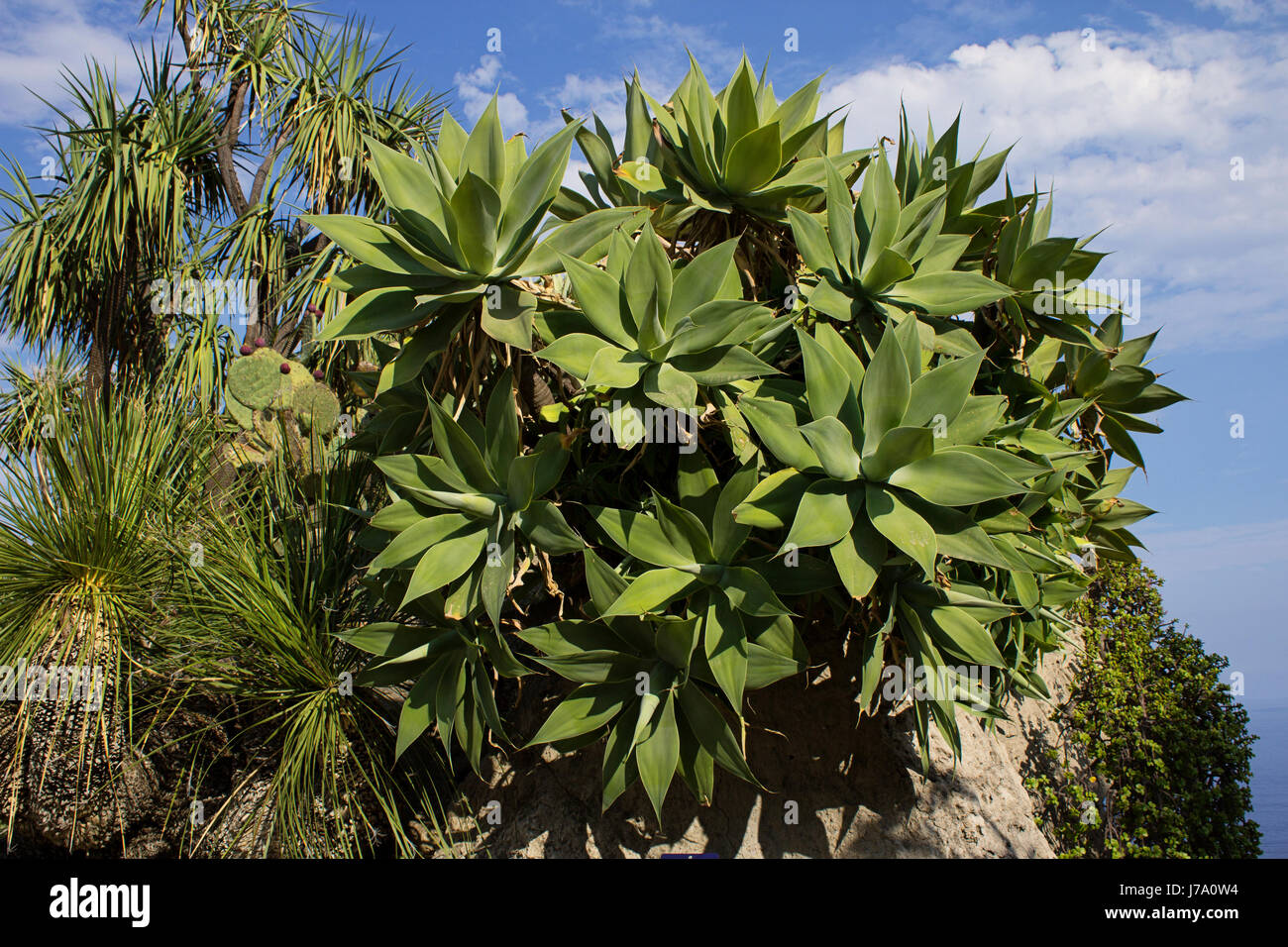 Exotic garden of Monaco, jardins exotique de Monaco: collection of ...