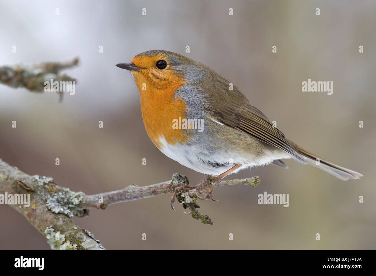 Robin gray hi-res stock photography and images - Alamy