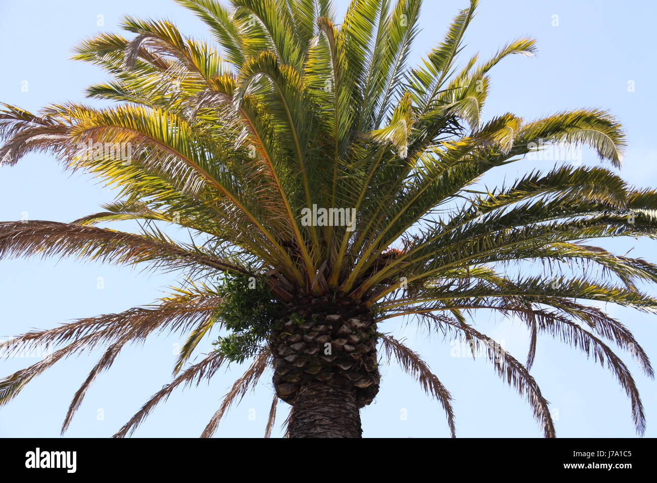 palme in closeup Stock Photo - Alamy