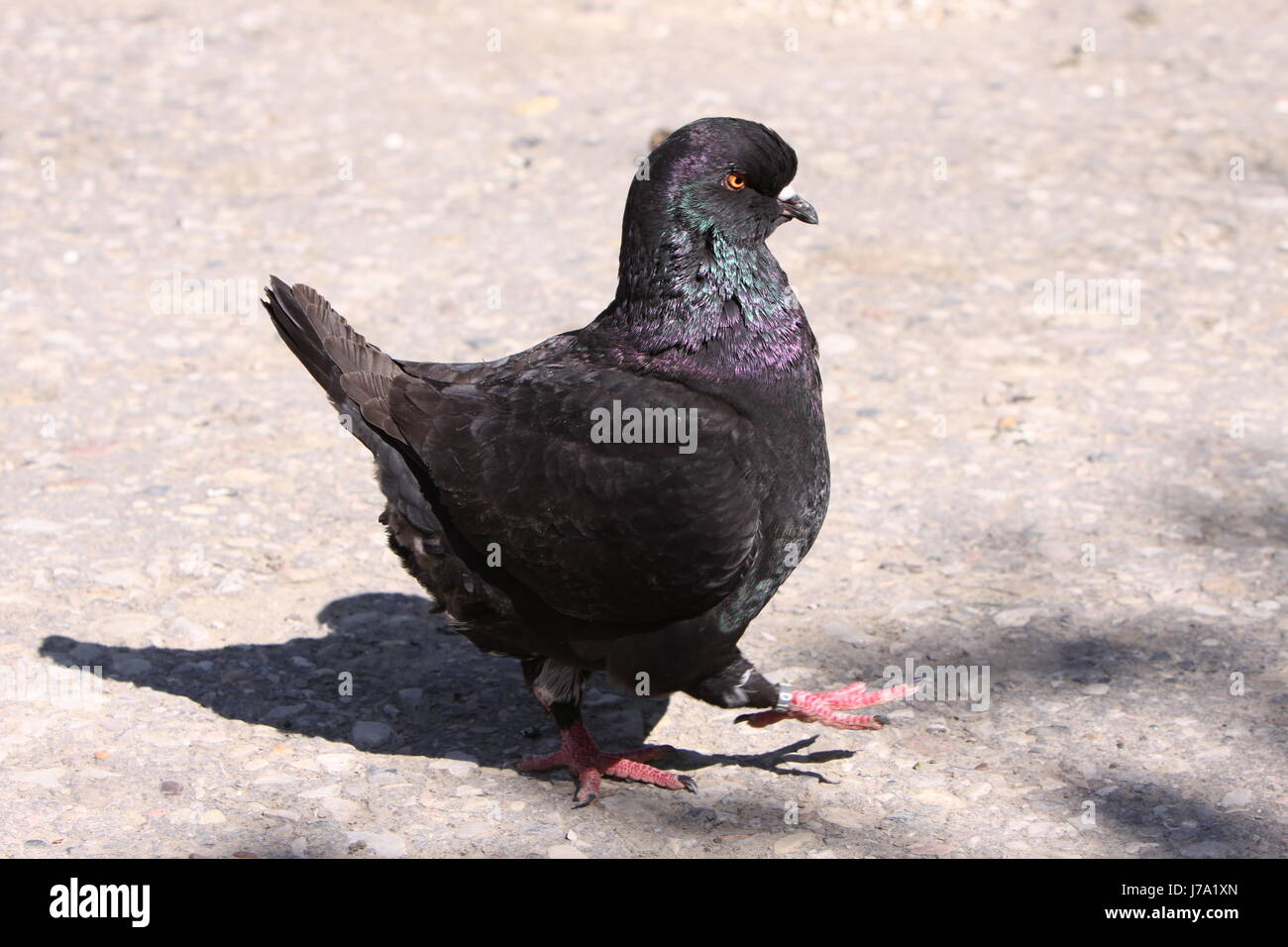 Modena pigeons hi-res stock photography and images - Alamy