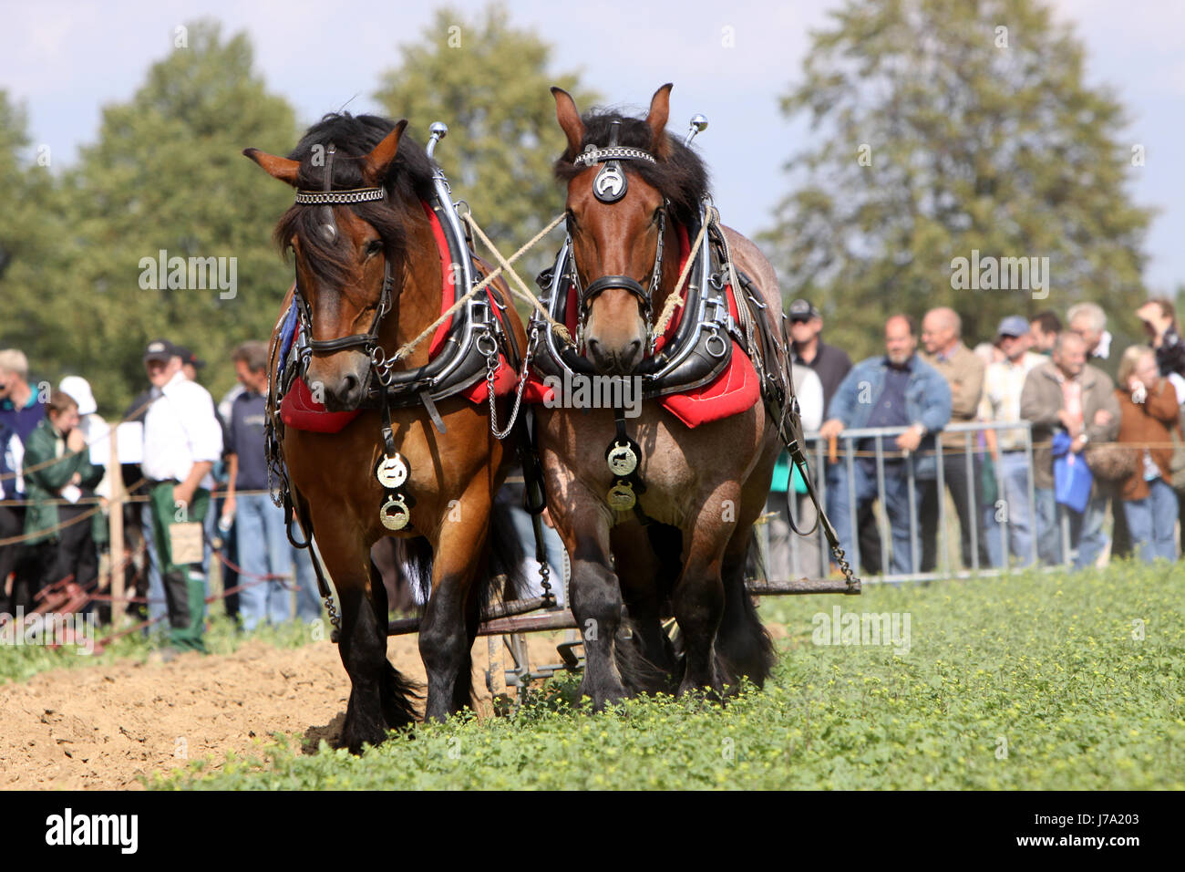 ploughing dutch draft Stock Photo - Alamy