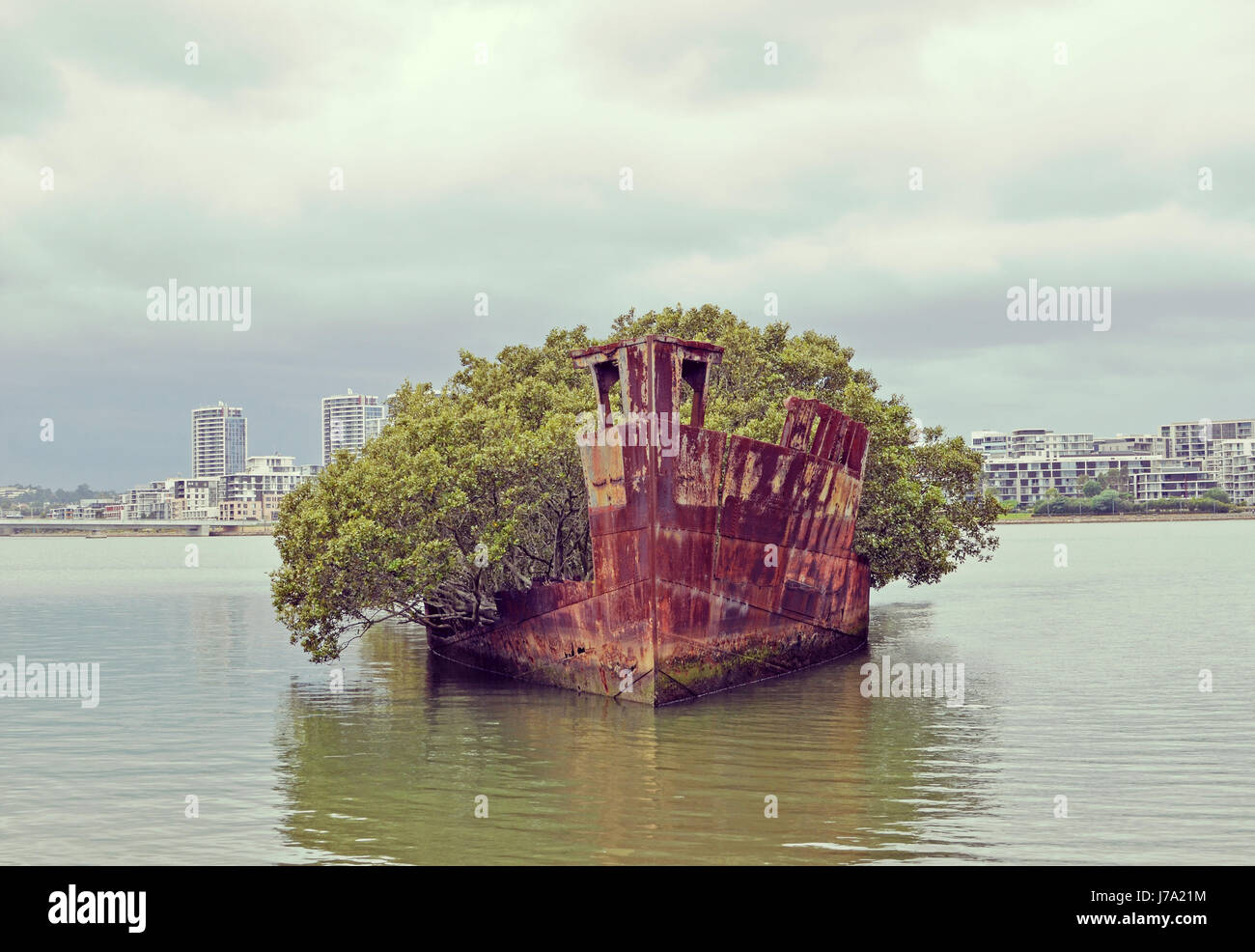 Mangrove trees growing on the shipwreck of the steam collier SS ...