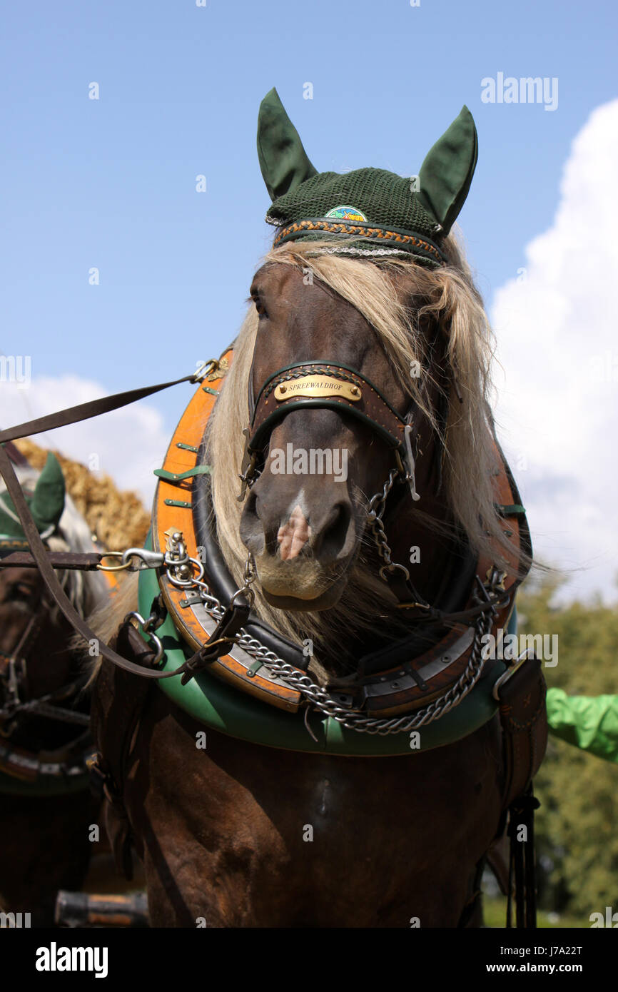 Noriker draught horse hi-res stock photography and images - Alamy