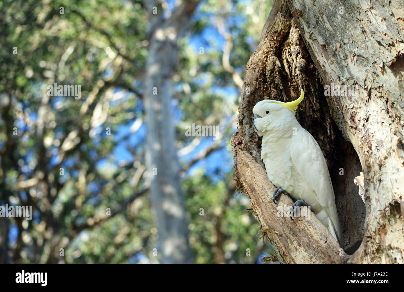 Nest in tree hollows hi-res stock photography and images - Alamy