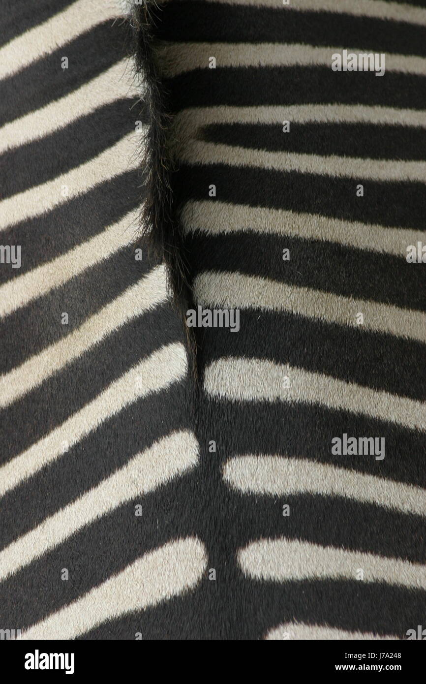 Zebra with white belly hi-res stock photography and images - Alamy