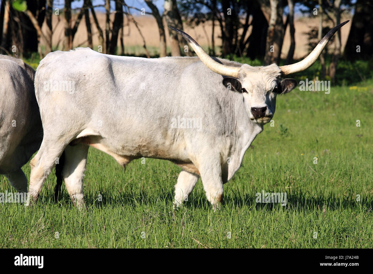 bull horn herd hungarian rural meadow grey gray beef peasant food ...