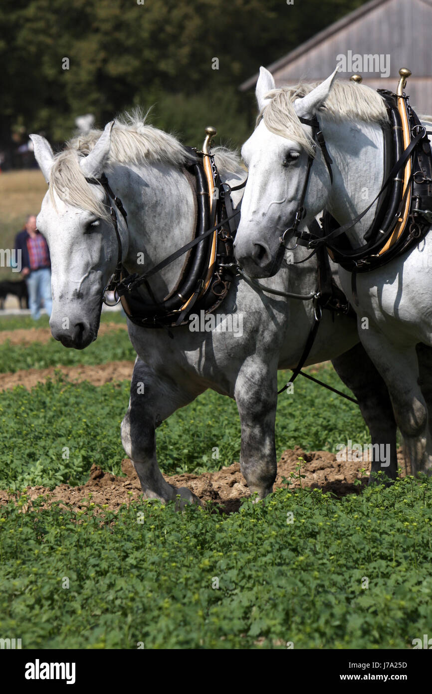 Percheron gespann hi-res stock photography and images - Alamy