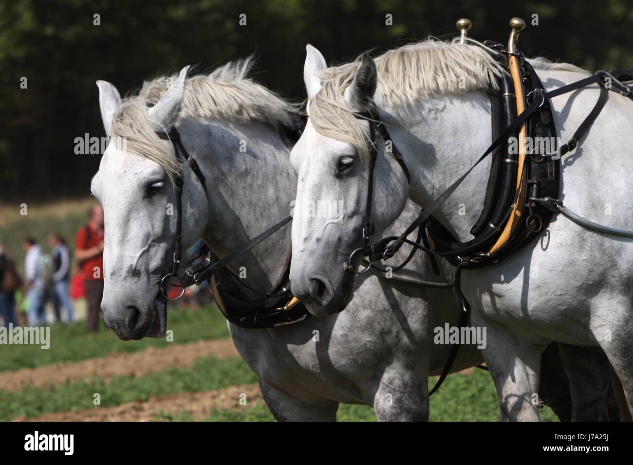 Percheron dapple grey hi-res stock photography and images - Alamy