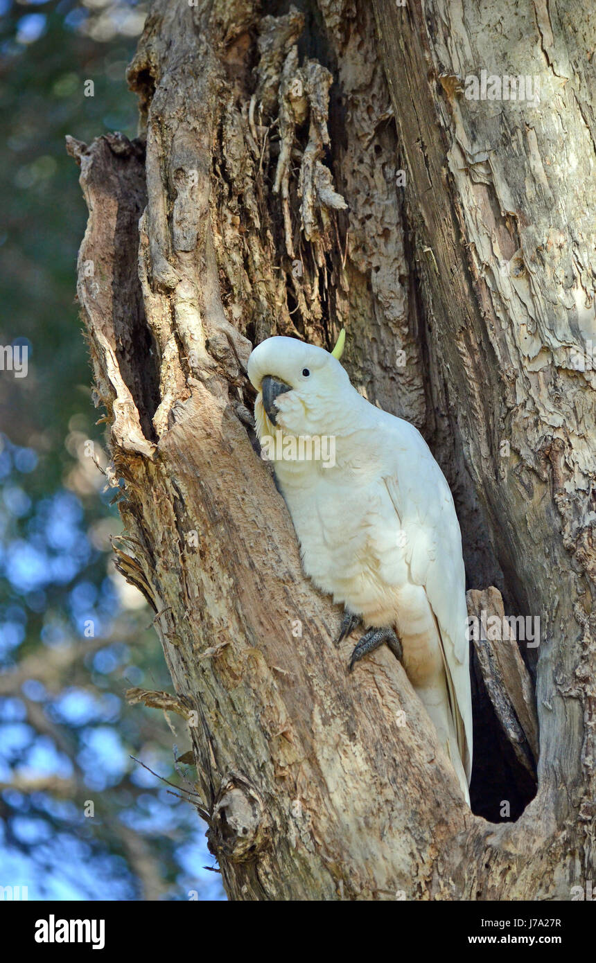 Australian paperbark tree hi-res stock photography and images - Alamy
