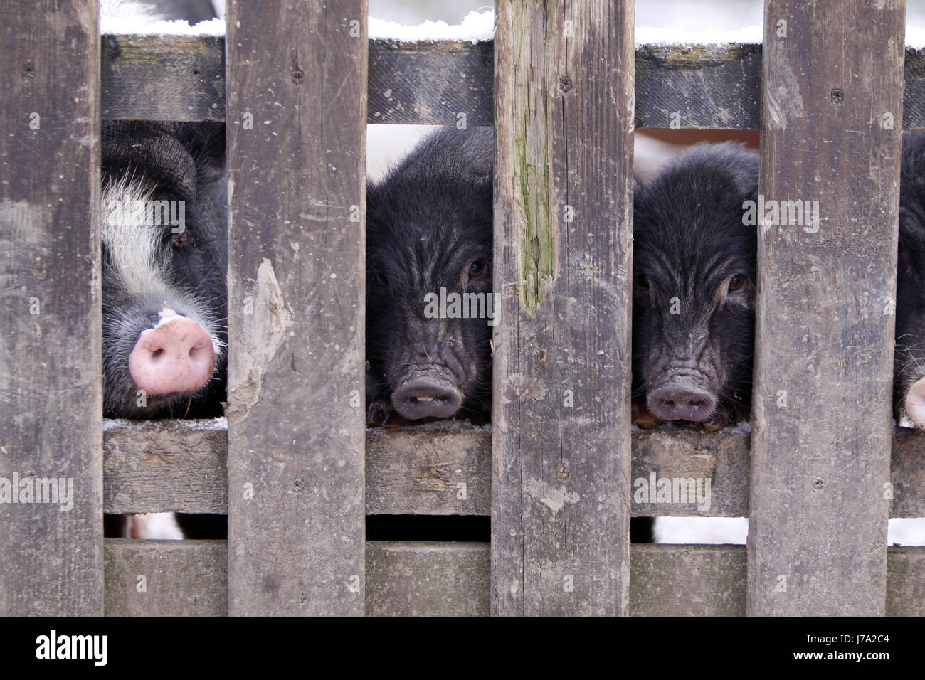 mini pigs behind a fence Stock Photo - Alamy