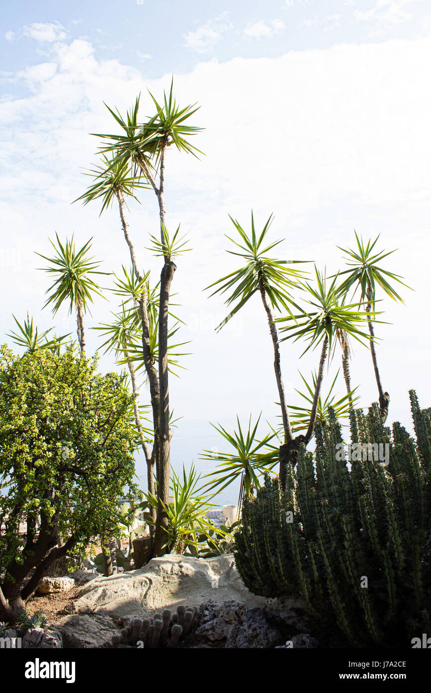 Exotic garden of Monaco, jardins exotique de Monaco: collection of ...