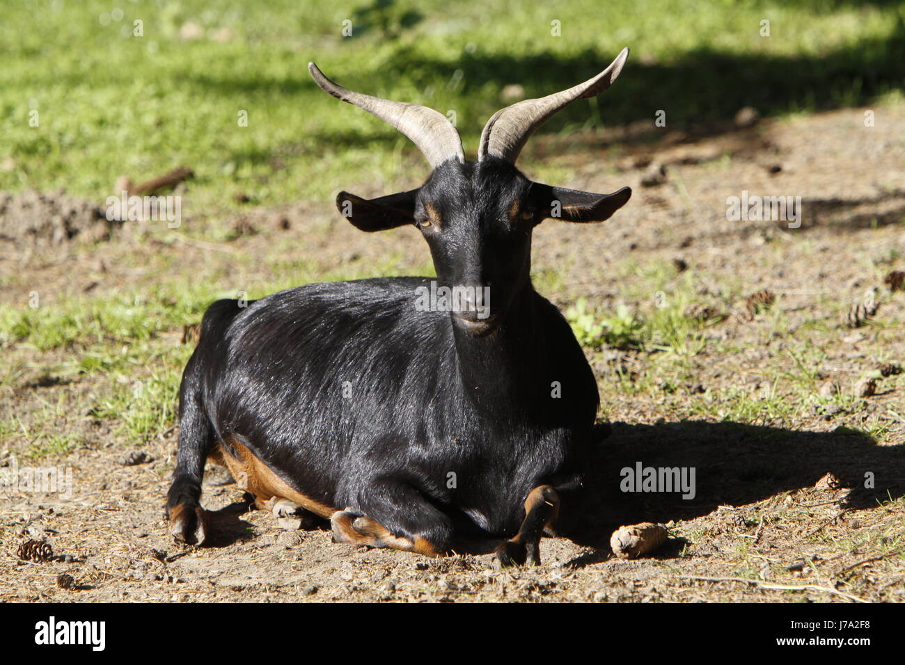 Rove goat hi-res stock photography and images - Alamy