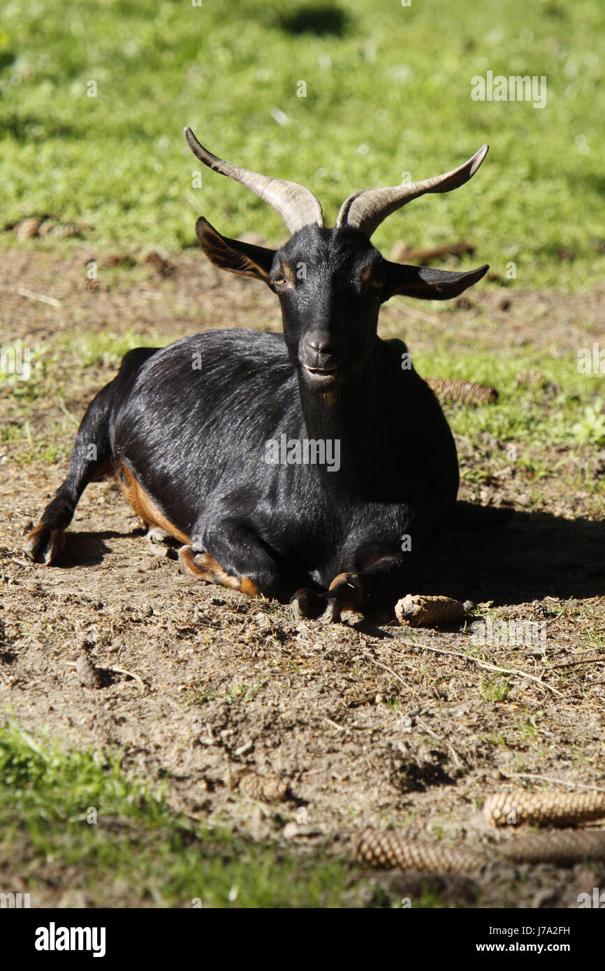 Rove goat hi-res stock photography and images - Alamy