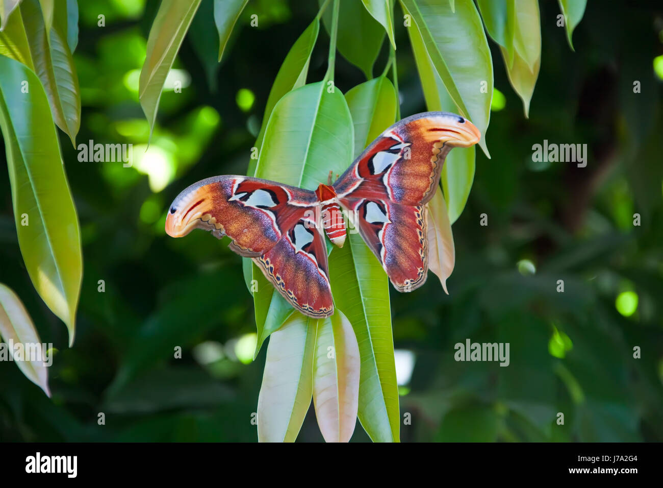 Atlas spinner hi-res stock photography and images - Alamy