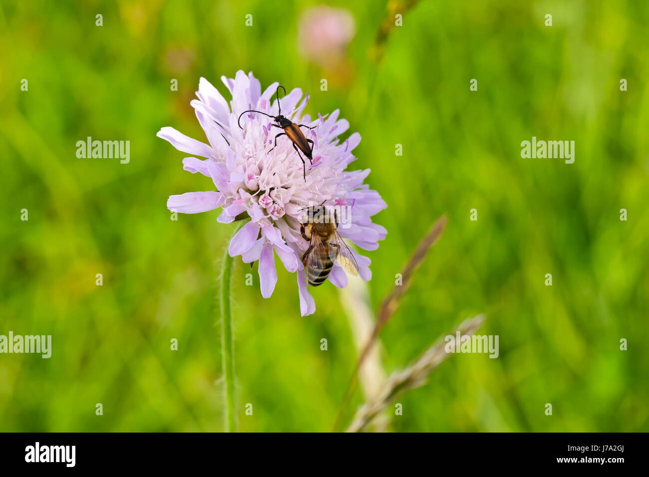 bee with beetle Stock Photo - Alamy