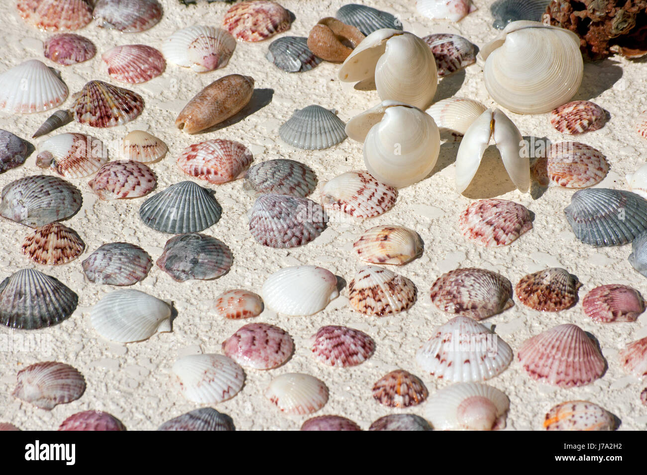 Schnekcenhuser hi-res stock photography and images - Alamy