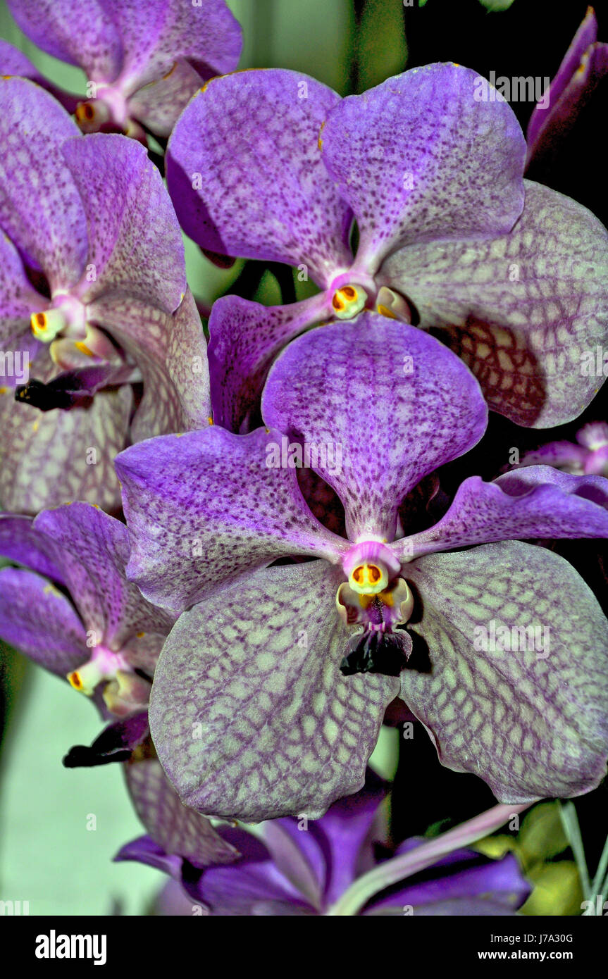 Beautiful tropical purple moth orchids Stock Photo - Alamy