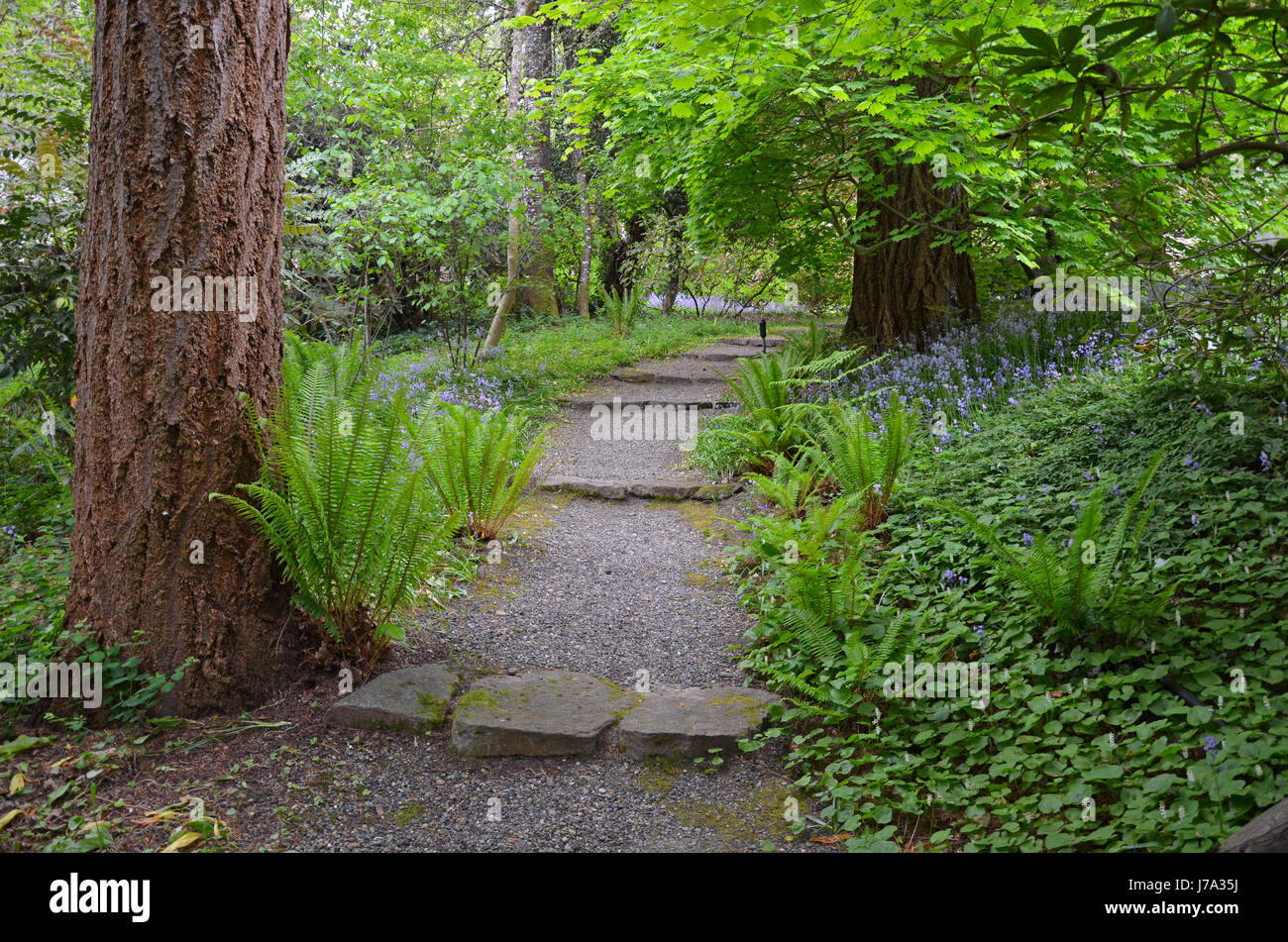 Pathway throught pacific northwest forest in early spring Stock Photo ...