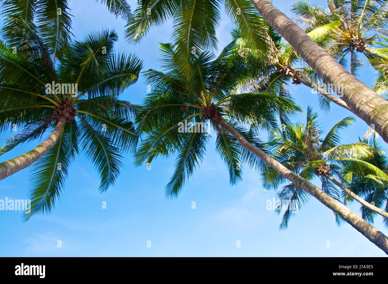 under the palm tree Stock Photo - Alamy