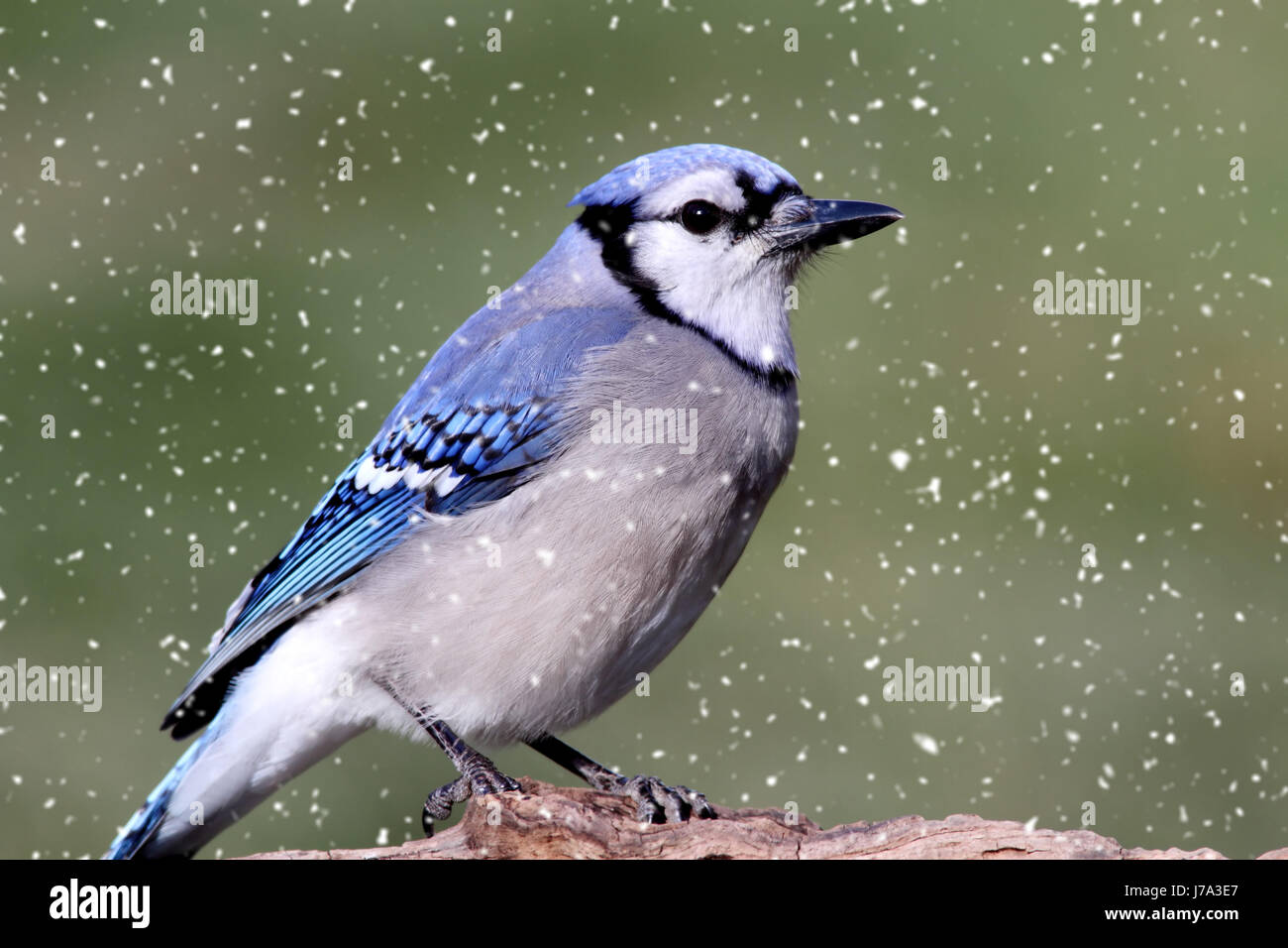 blue winter bird snow coke cocaine material drug anaesthetic addictive ...