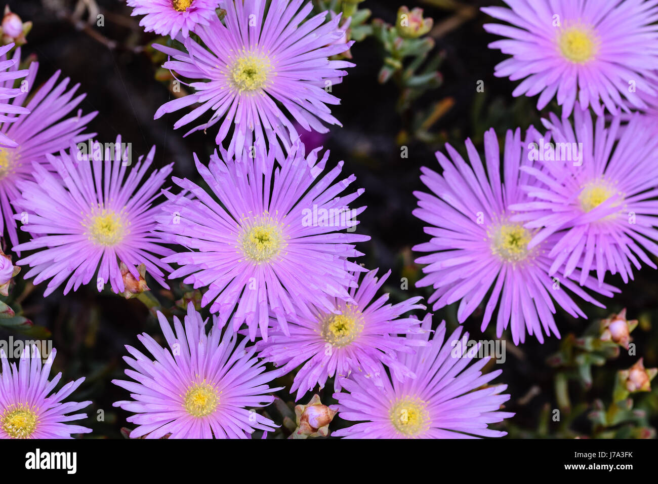 Purple flowers from Porto Santo, Madeira, Portugal Stock Photo - Alamy
