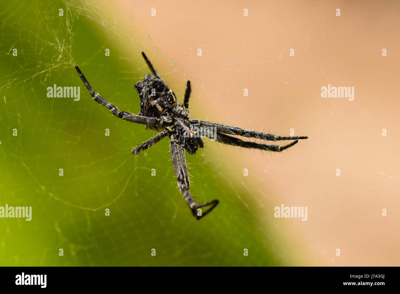 Porto Santo Madeira Wildlife High Resolution Stock Photography and ...
