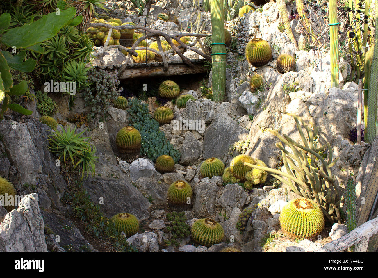 Exotic garden of Monaco, jardins exotique de Monaco: collection of ...