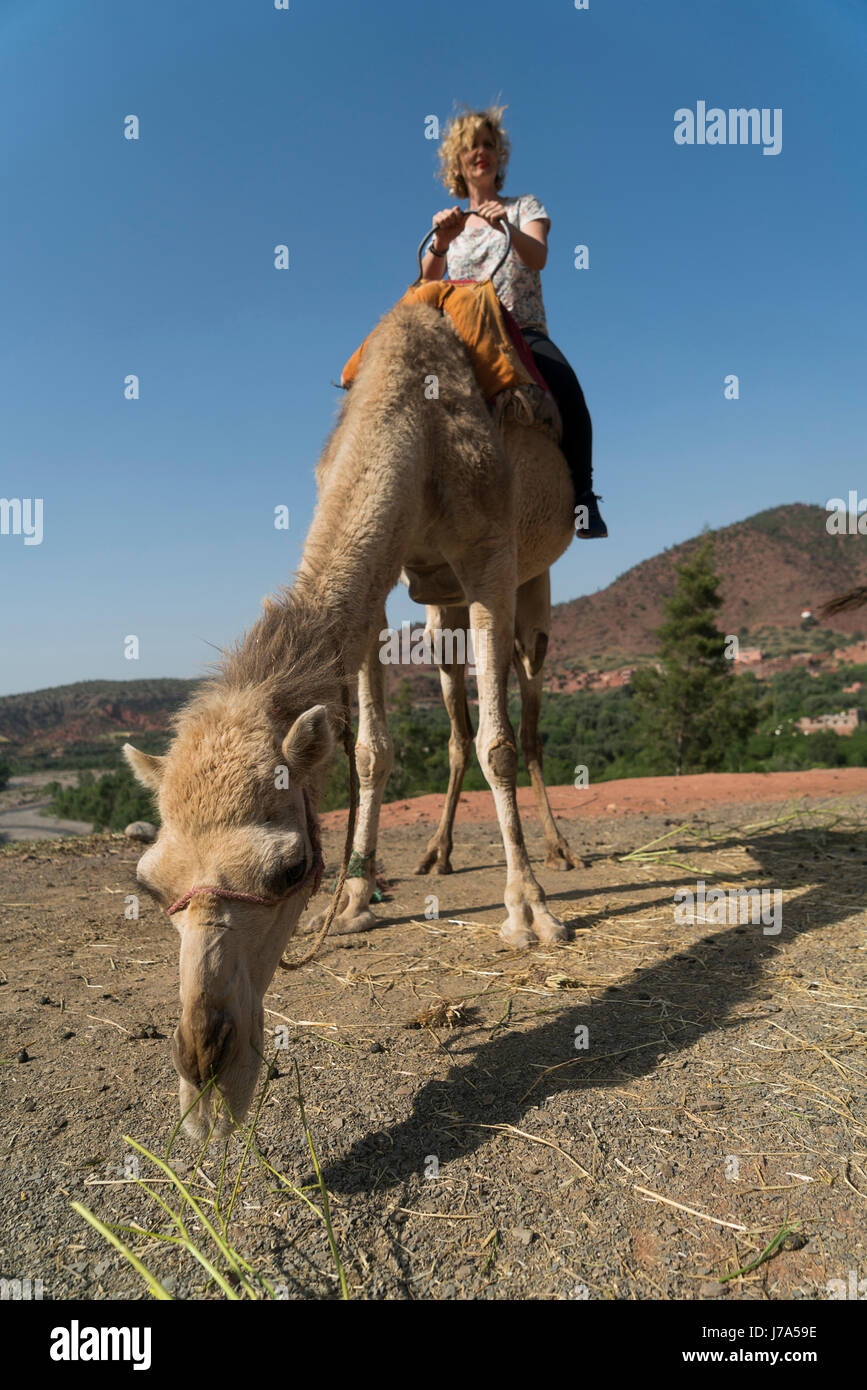 Woman camel hi-res stock photography and images - Alamy