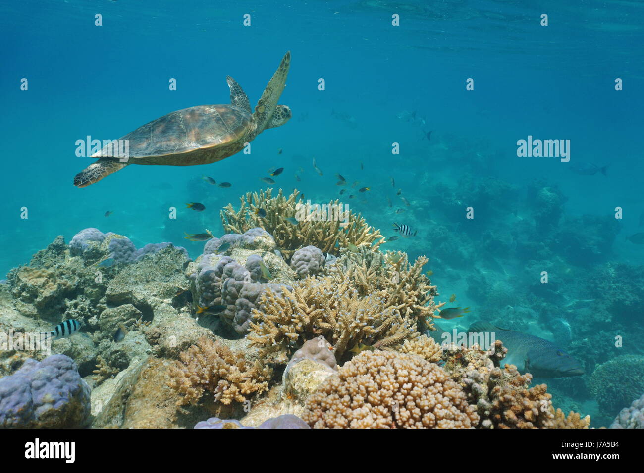 A green sea turtle underwater on a coral reef with tropical fish ...