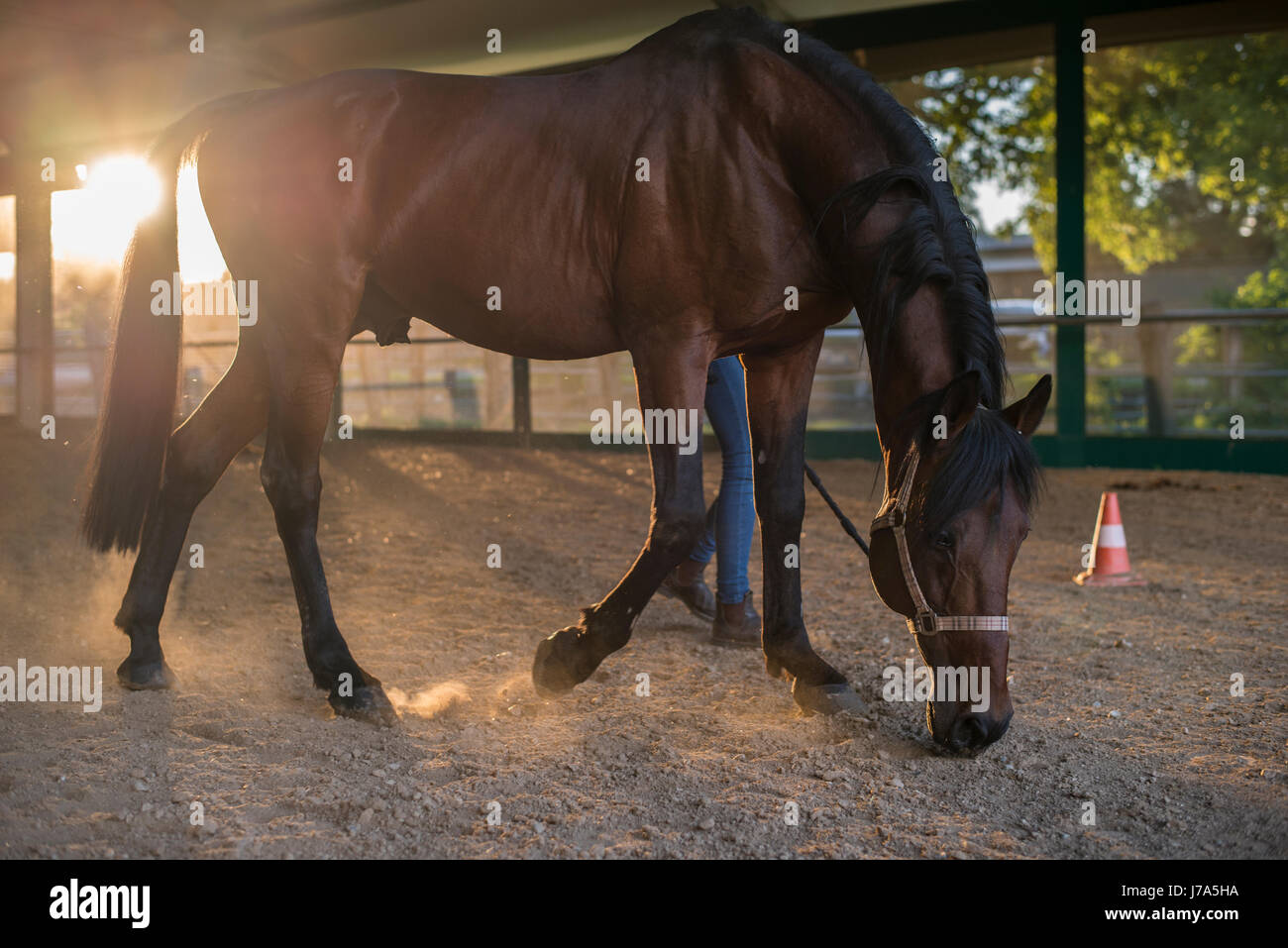Horse in riding arena Stock Photo - Alamy