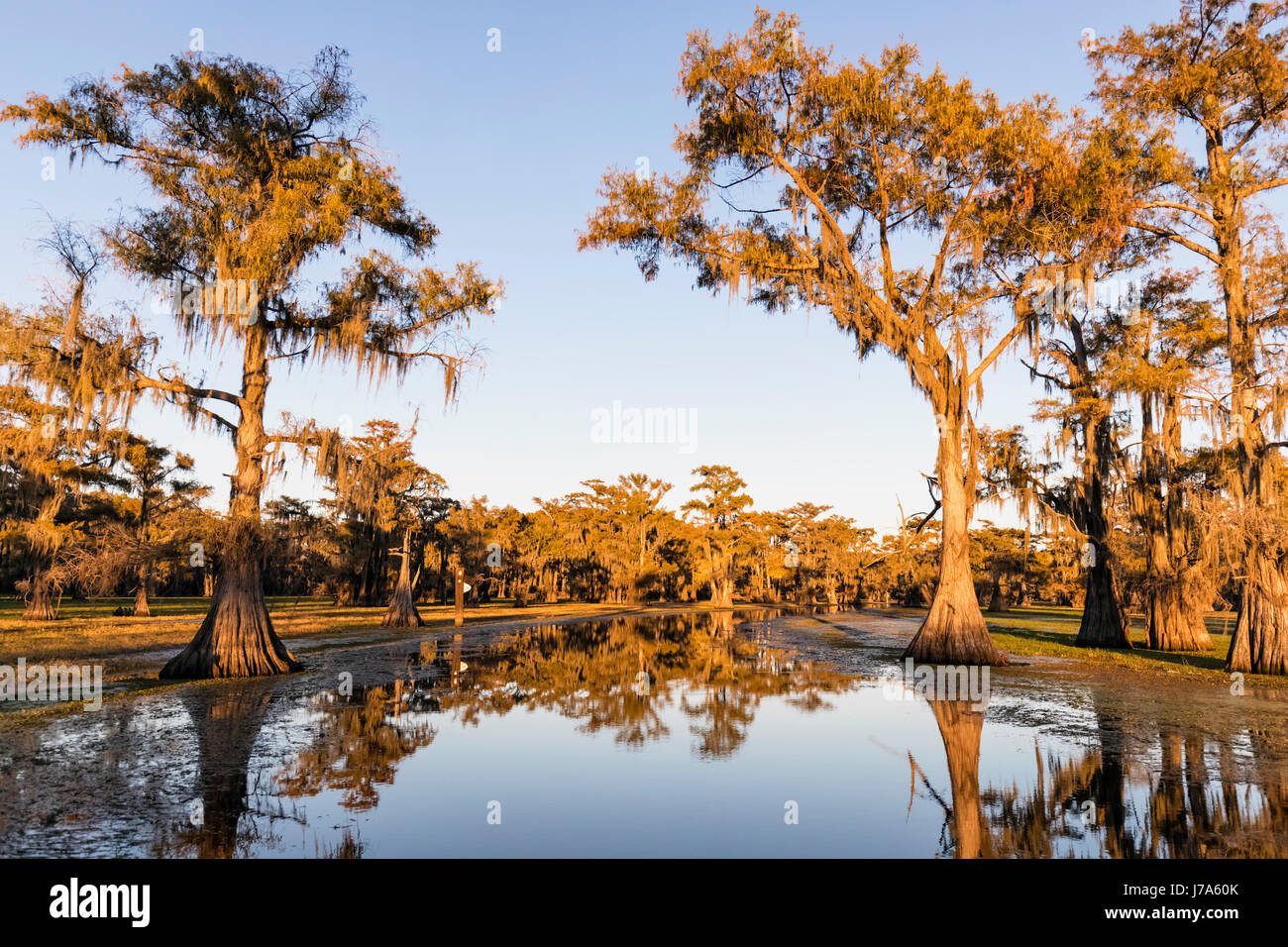 USA, Texas, Louisiana, Caddo Lake, bald cypress forest Stock Photo - Alamy